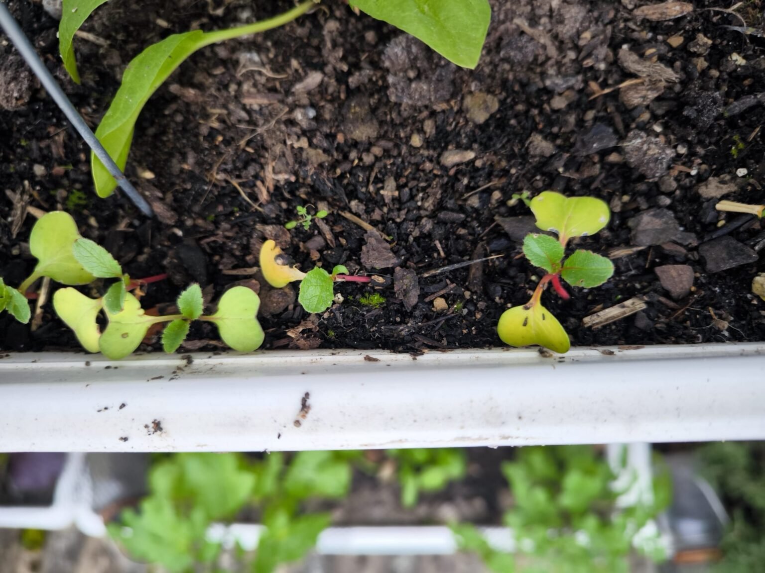 Plantar Rabanitos En Casa 🌿 Guía Completa Para Un Huerto Urbano Exitoso