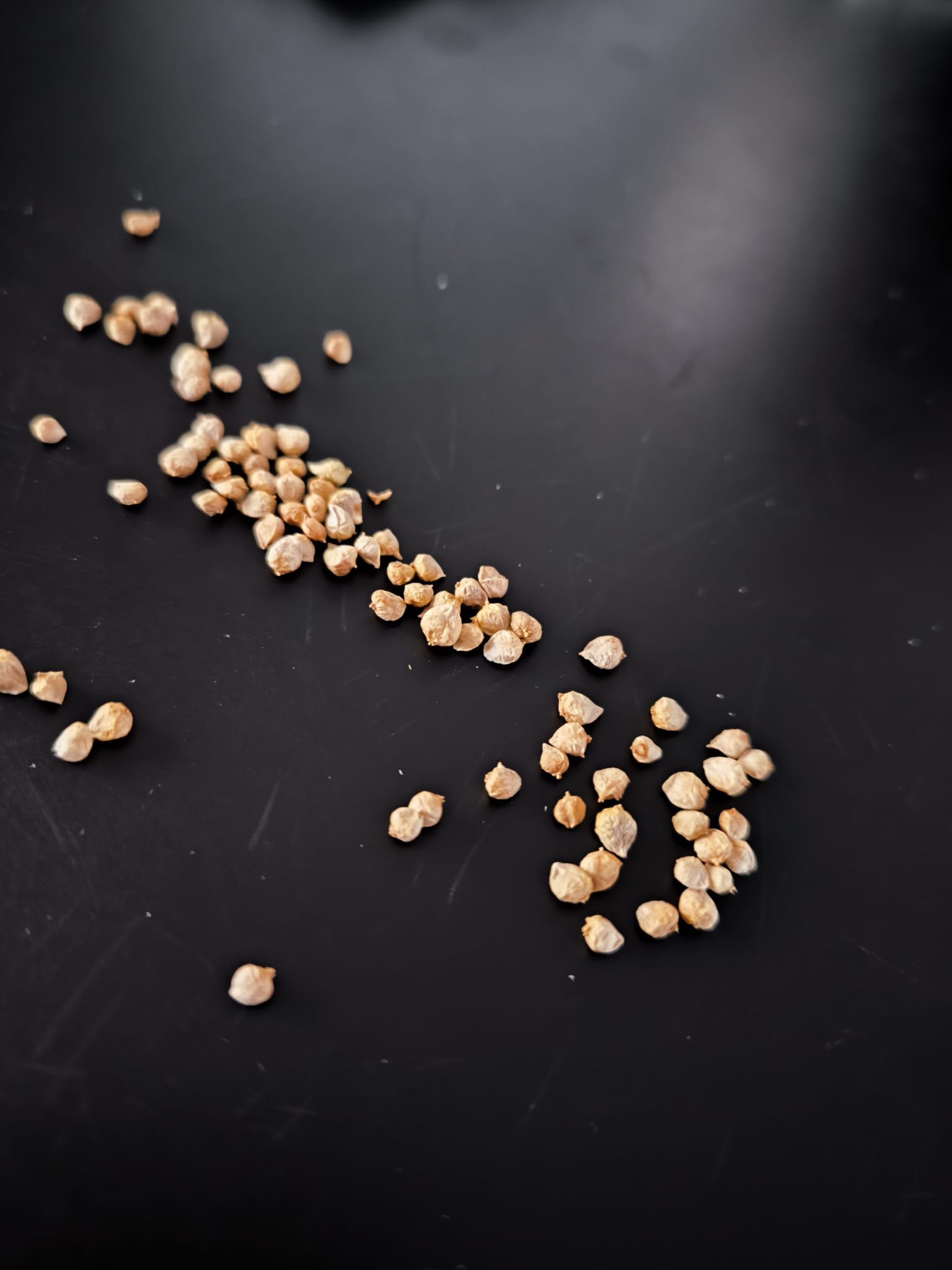 👉 Plantar Espinaca En Maceta Con Cosechas Abundantes 🥬