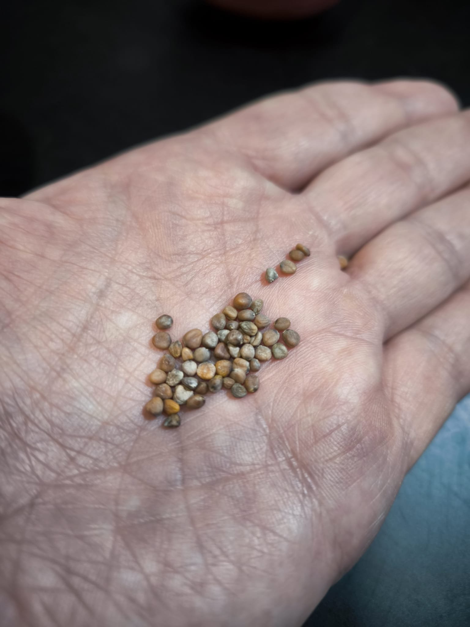 Plantar Rabanitos En Casa 🌿 Guía Completa Para Un Huerto Urbano Exitoso