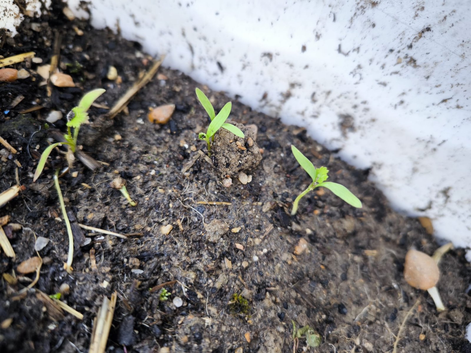 🪴 Cómo Plantar CILANTRO EN CASA🪴HOJAS FRESCAS!!