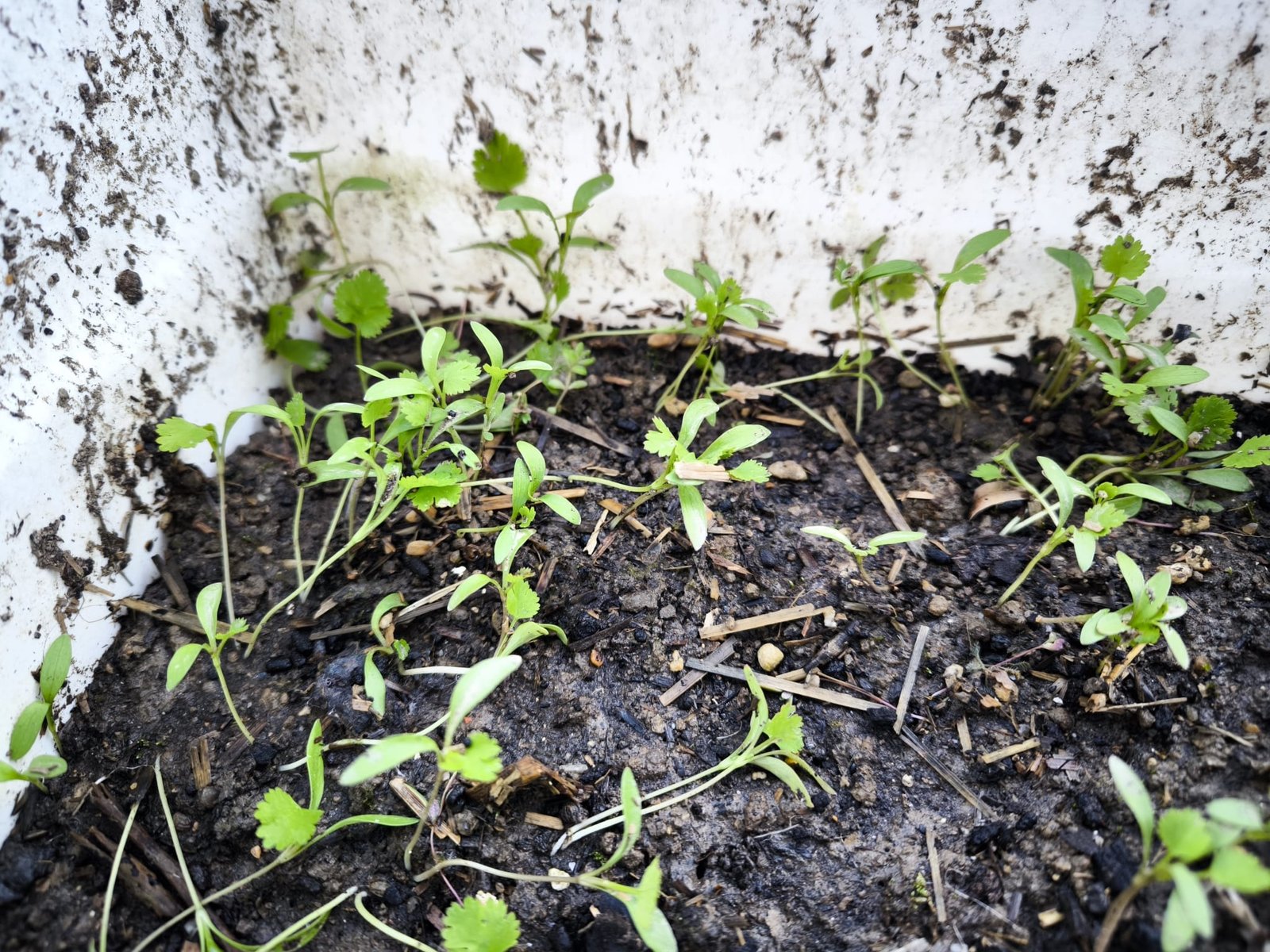 🪴 Cómo Plantar CILANTRO EN CASA🪴HOJAS FRESCAS!!