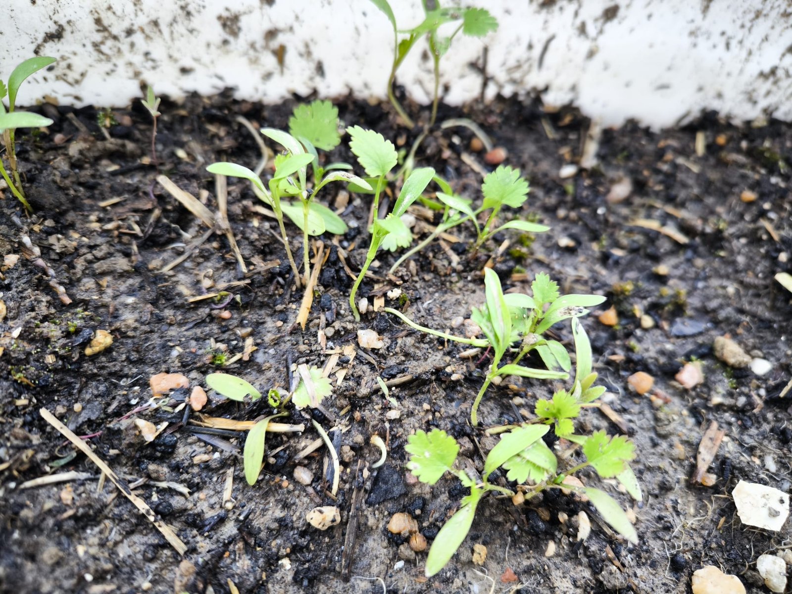 🪴 Cómo Plantar CILANTRO EN CASA🪴HOJAS FRESCAS!!