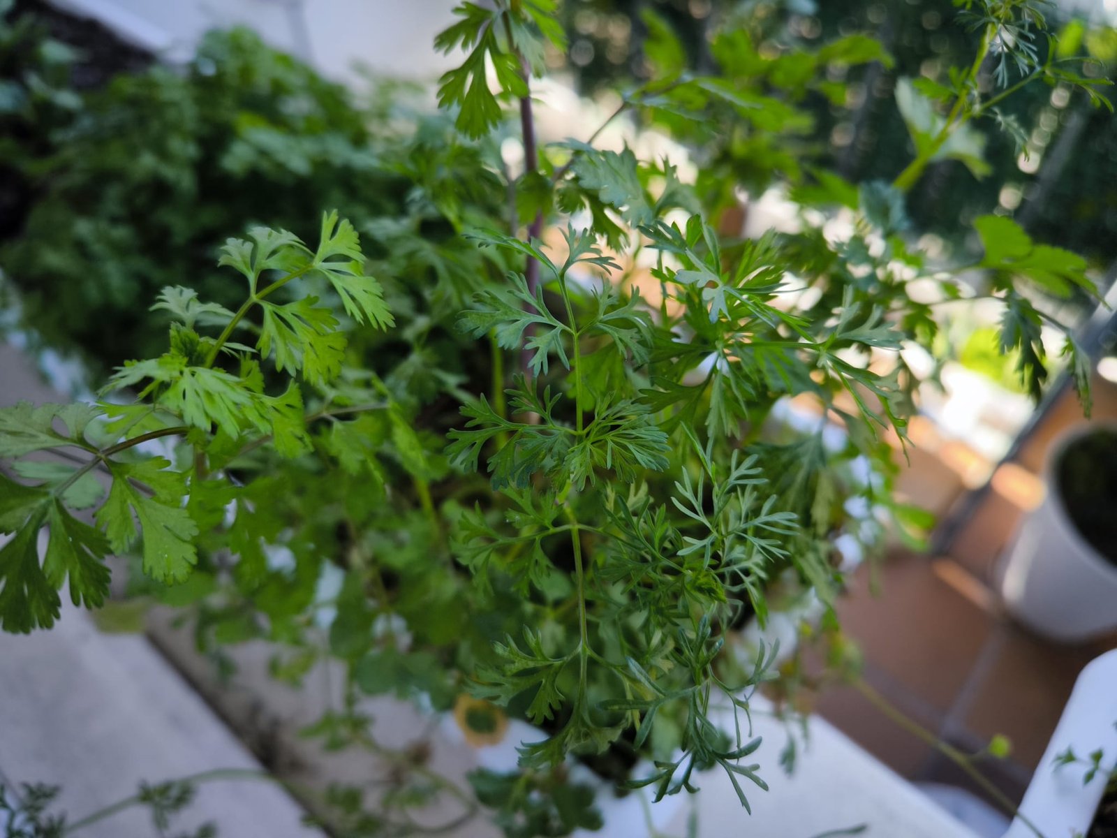 🪴 Cómo Plantar CILANTRO EN CASA🪴HOJAS FRESCAS!!