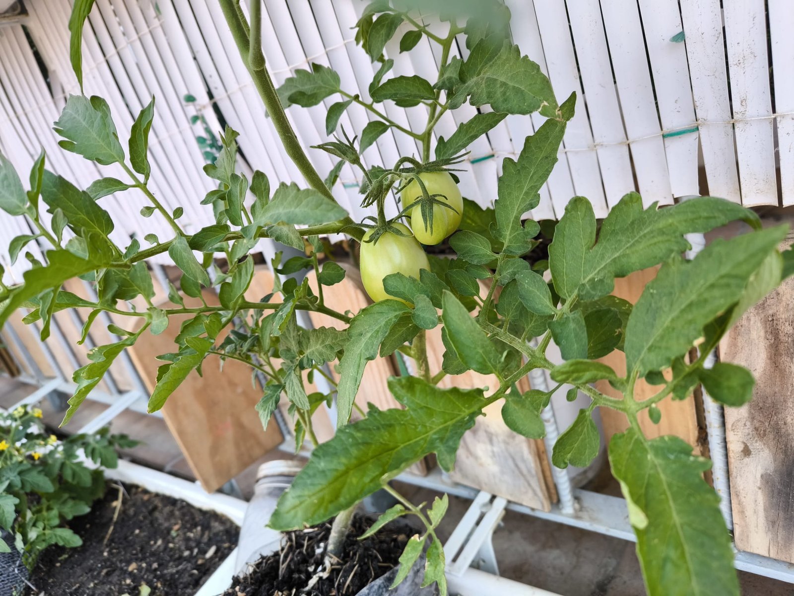 🍅 Cómo Plantar Tomates En Casa 🍅 APRENDE TODO >>