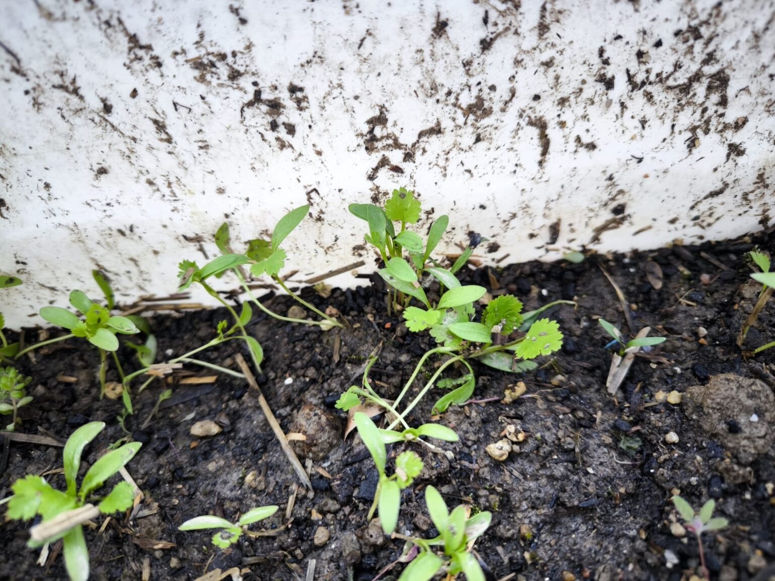 🪴 Cómo Plantar CILANTRO EN CASA🪴HOJAS FRESCAS!!