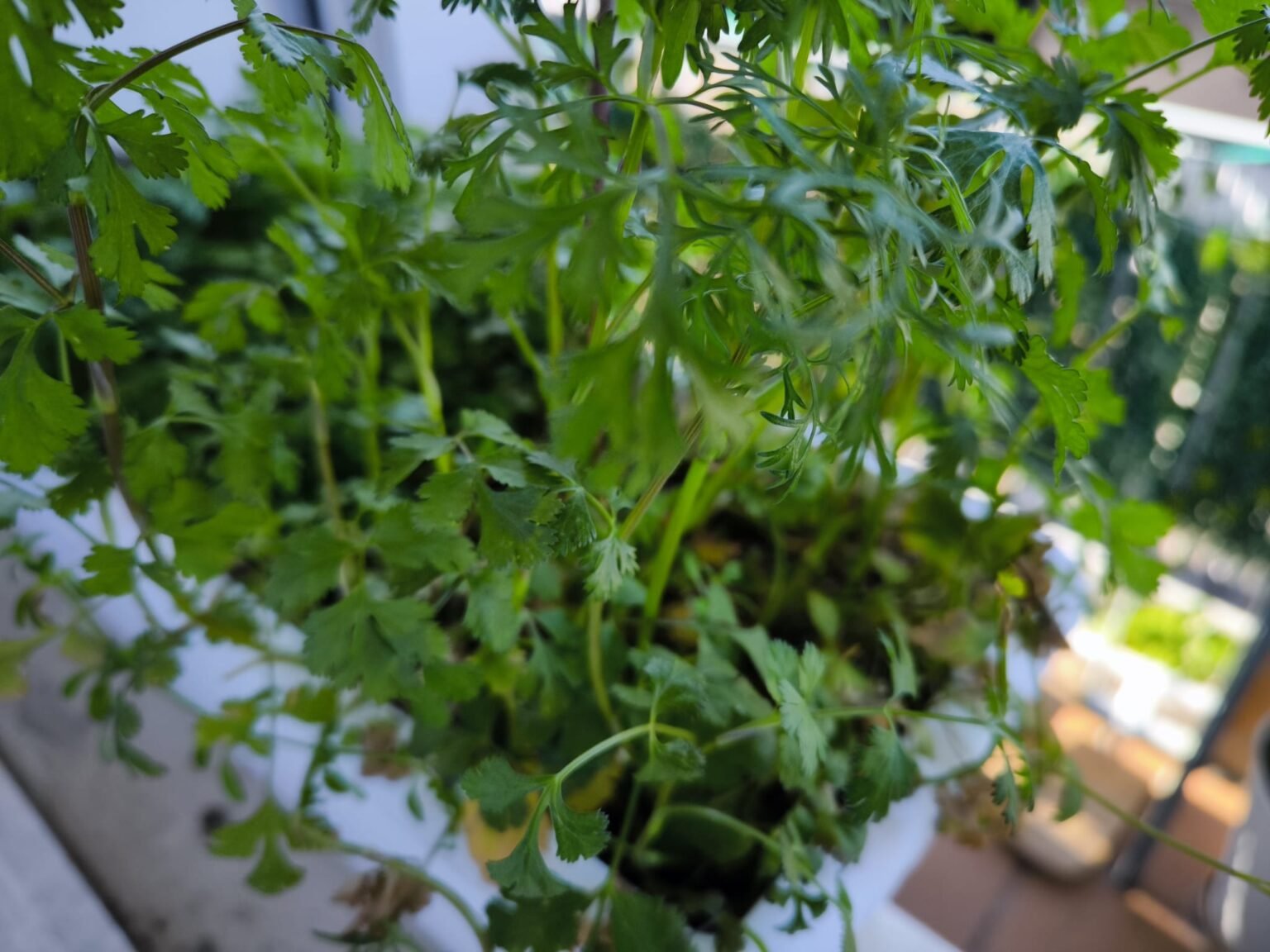 🪴 Cómo Plantar CILANTRO EN CASA🪴HOJAS FRESCAS!!