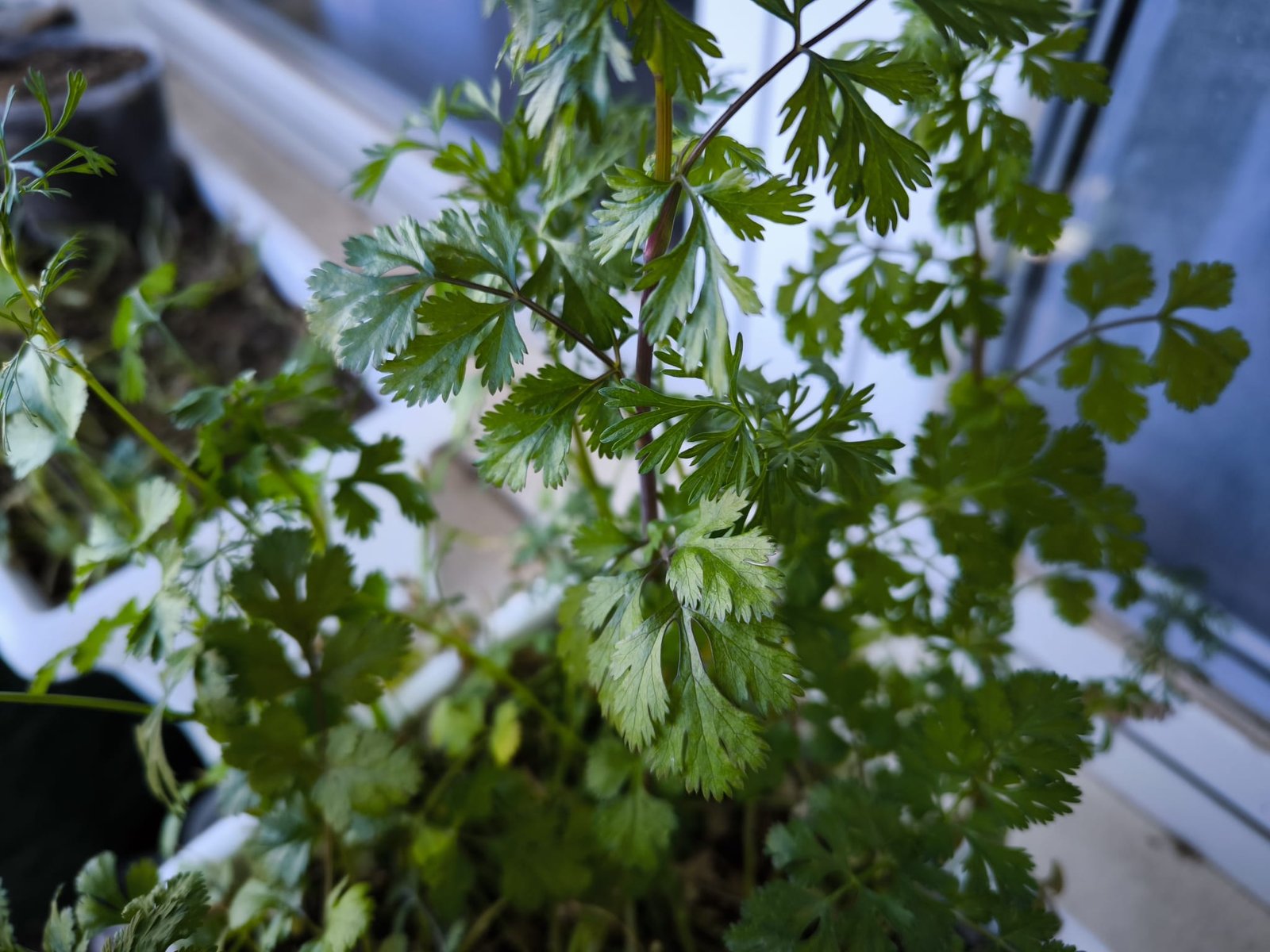 🪴 Cómo Plantar CILANTRO EN CASA🪴HOJAS FRESCAS!!