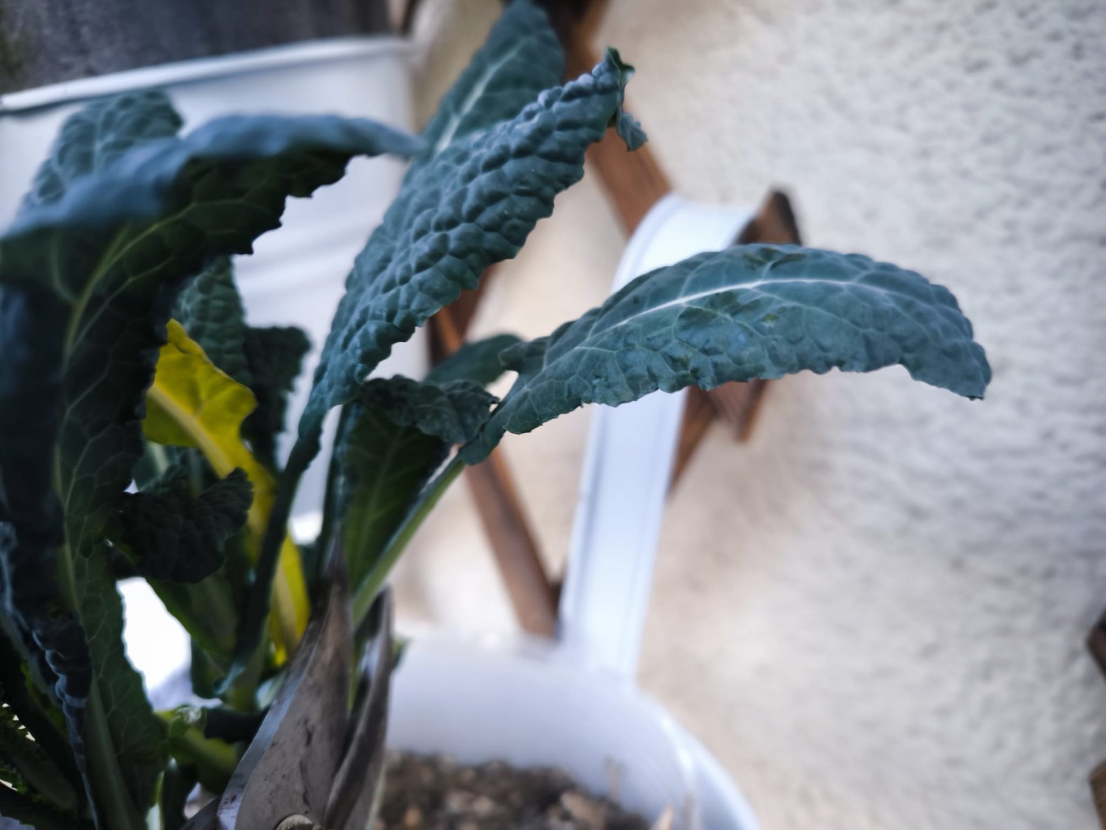 Cultivar Kale En Casa ֍ APRENDE TODO >>
