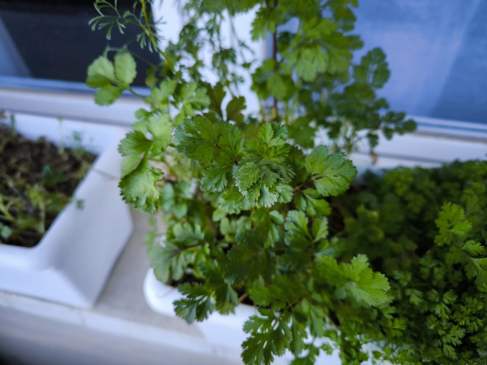 🪴 Cómo Plantar CILANTRO EN CASA🪴HOJAS FRESCAS!!