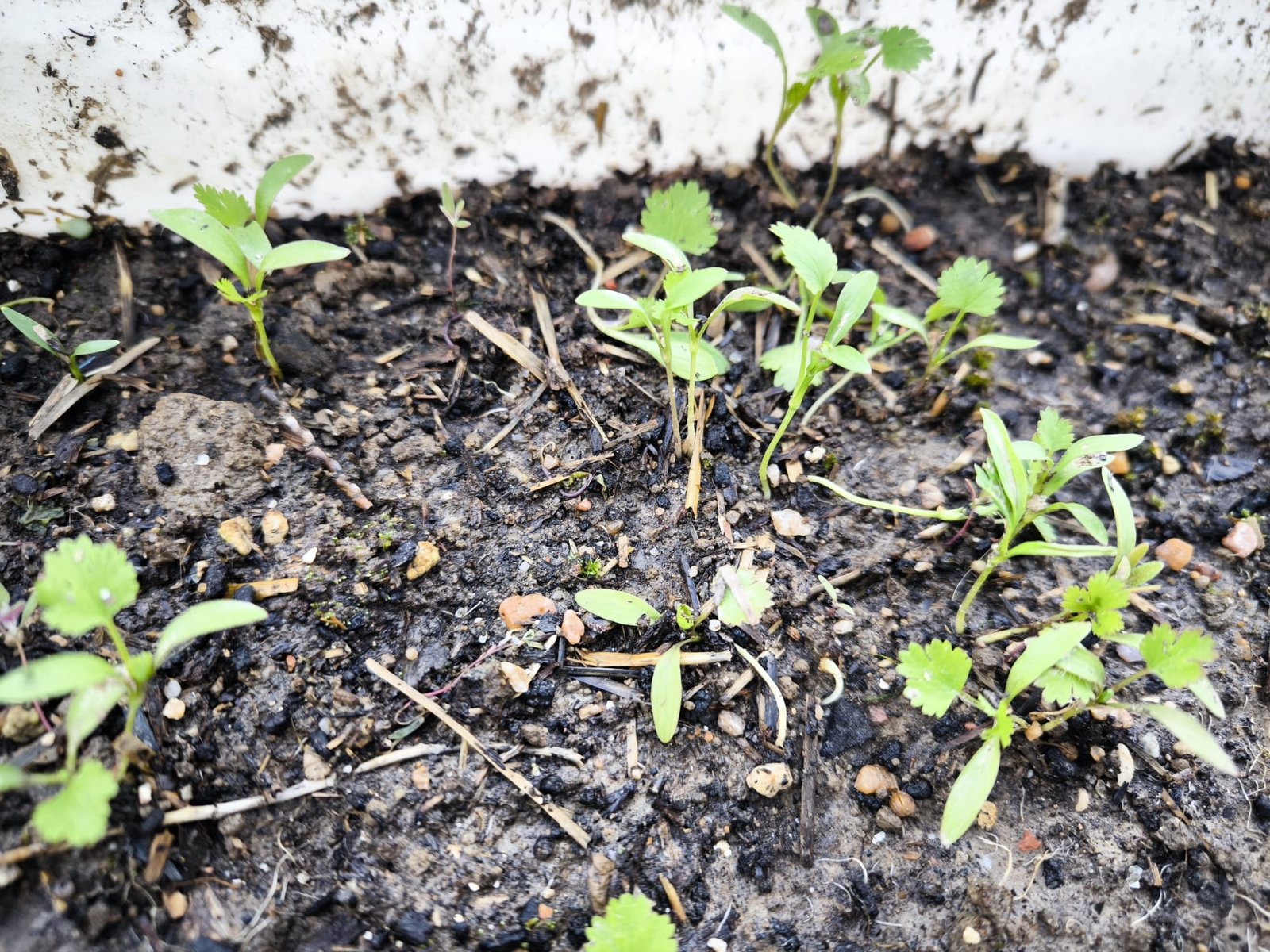 🪴 Cómo Plantar CILANTRO EN CASA🪴HOJAS FRESCAS!!