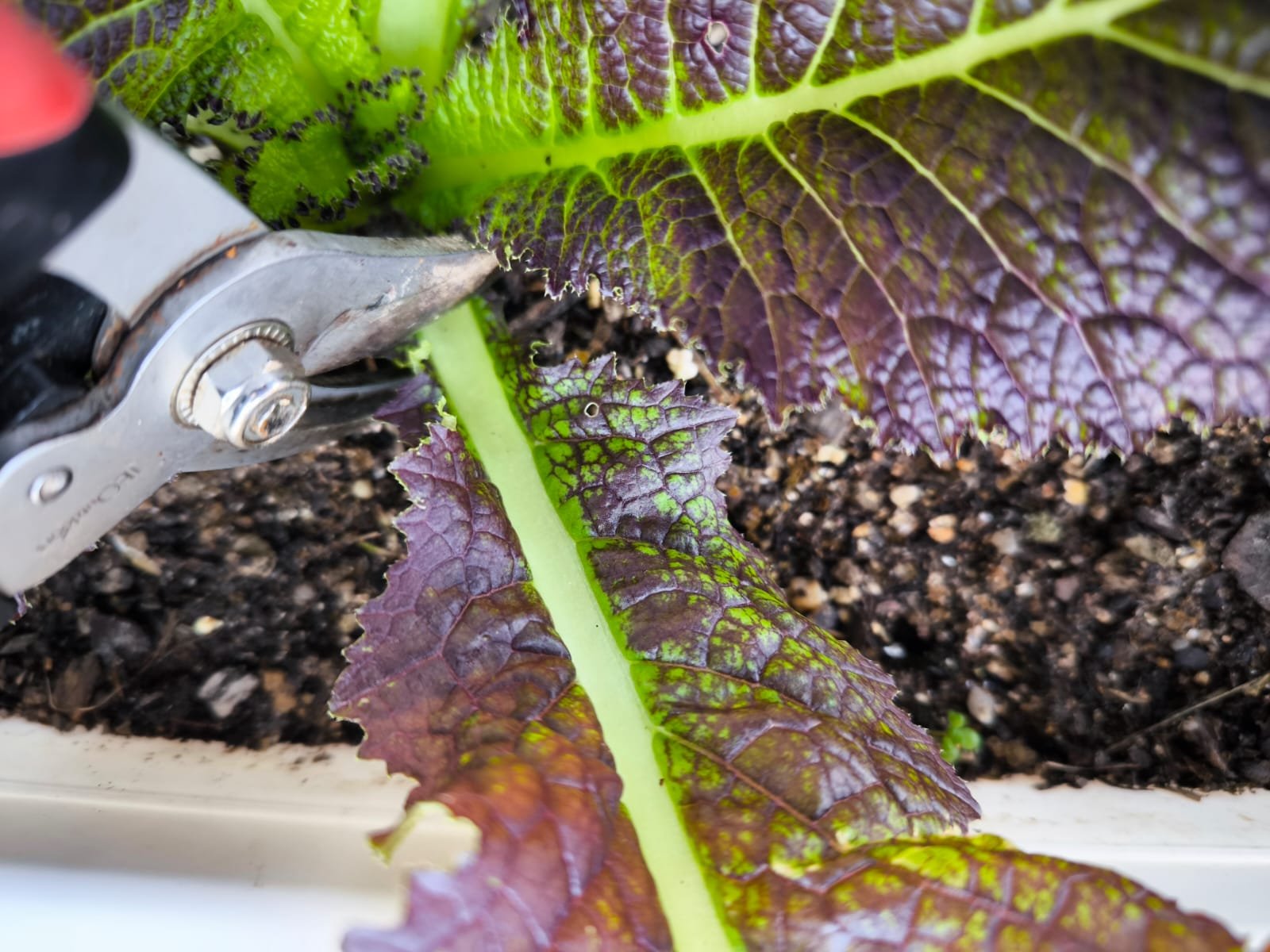 Cultivos Rгўpidos Cгіmo Obtener Cosechas En Tiempo Rг Cord рџњ