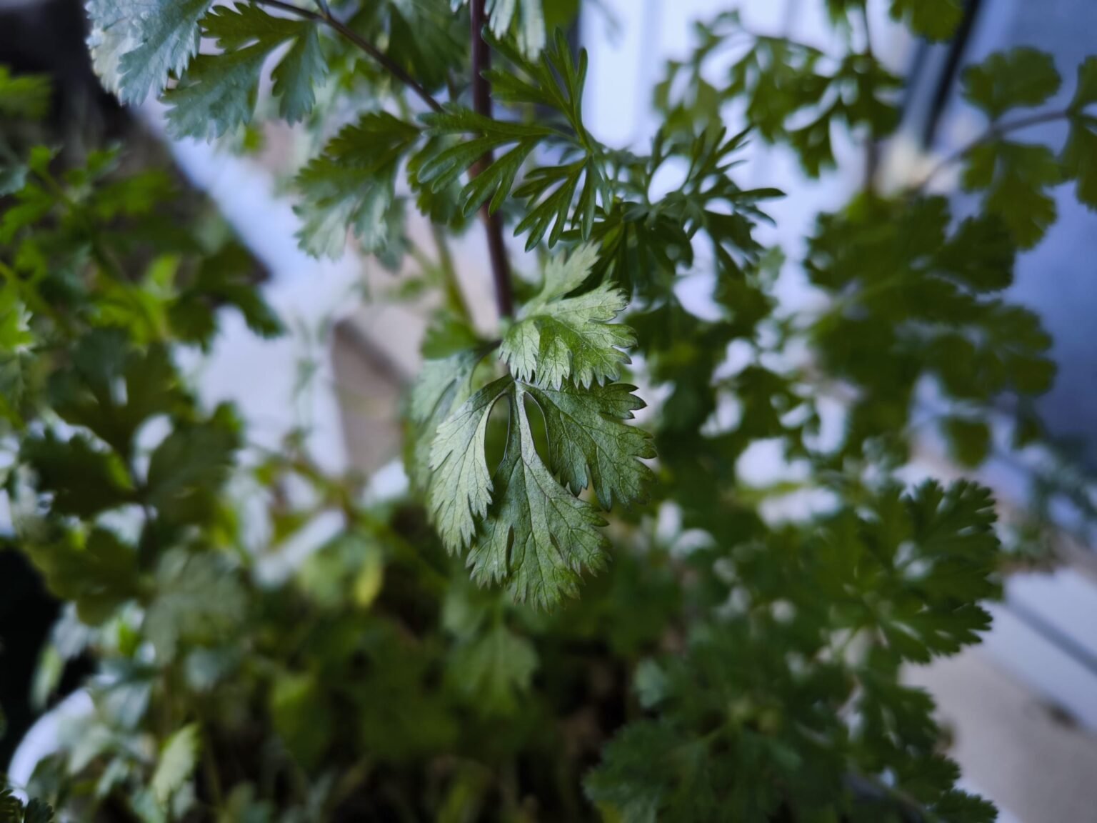 🪴 Cómo Plantar CILANTRO EN CASA🪴HOJAS FRESCAS!!