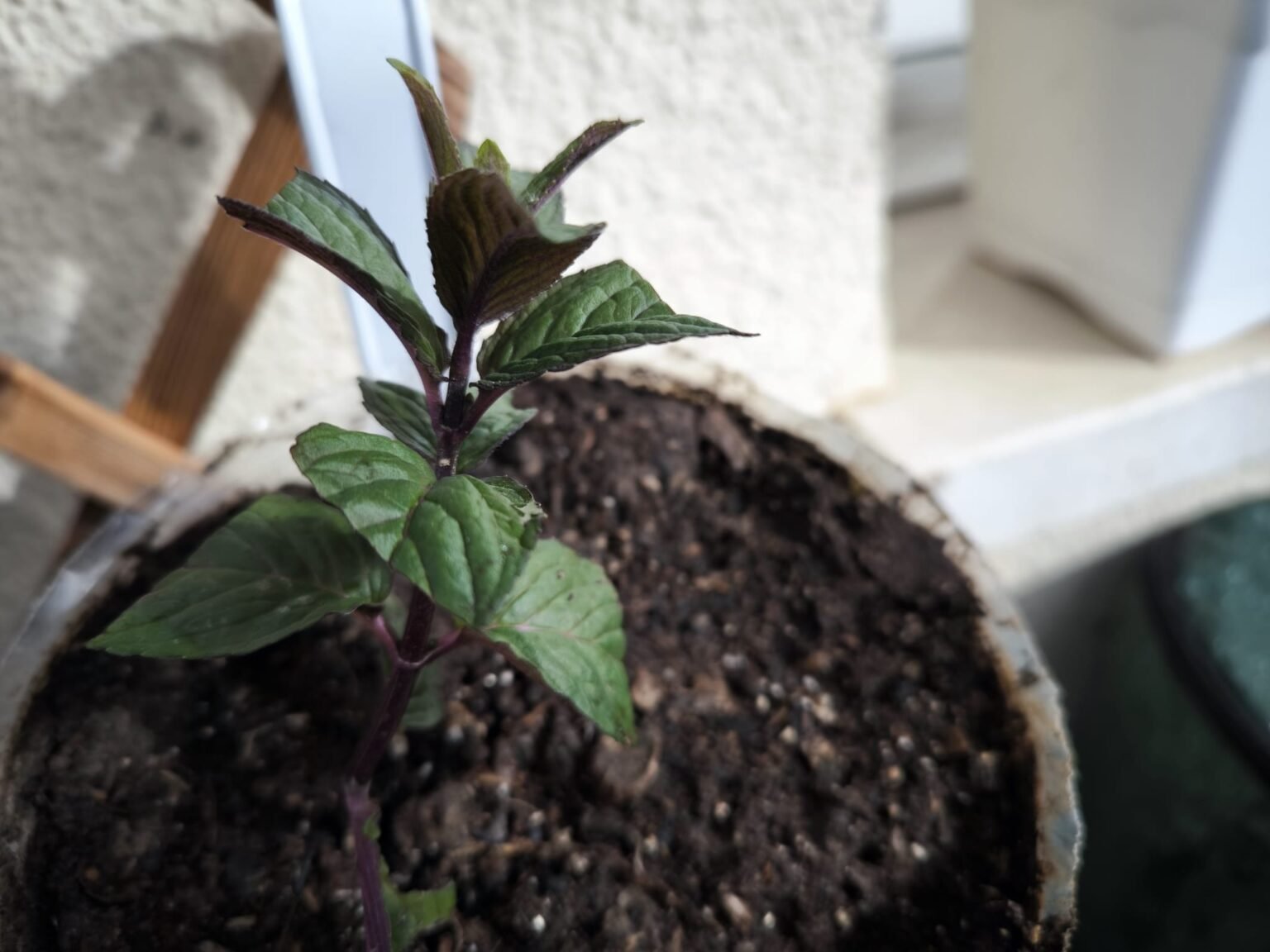 Cuidados De La Menta En Maceta: Guía Práctica Para Que No Se Te Muera