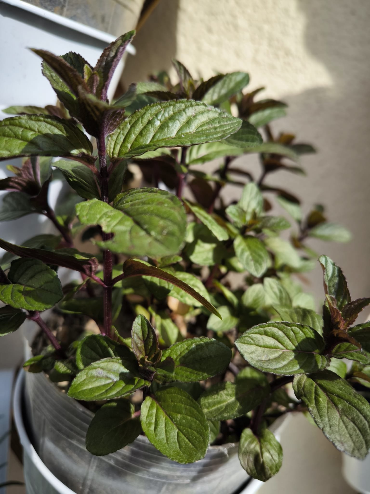 Cuidados De La Menta En Maceta: Guía Práctica Para Que No Se Te Muera