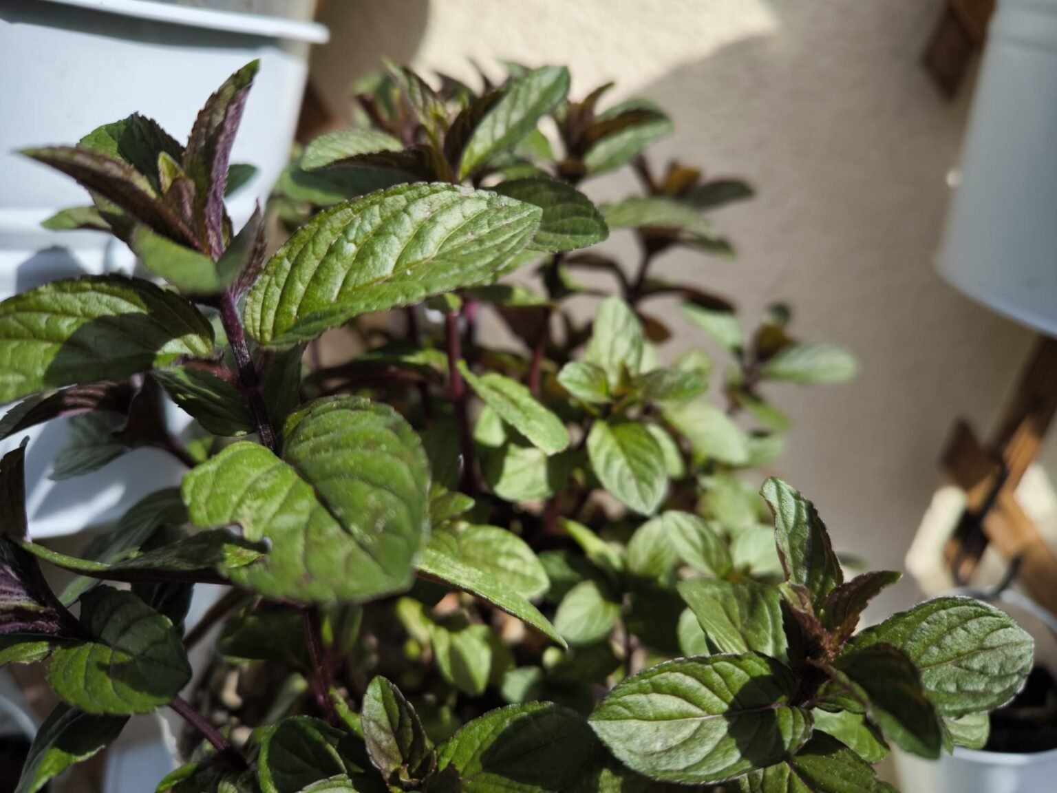 Cuidados De La Menta En Maceta: Guía Práctica Para Que No Se Te Muera
