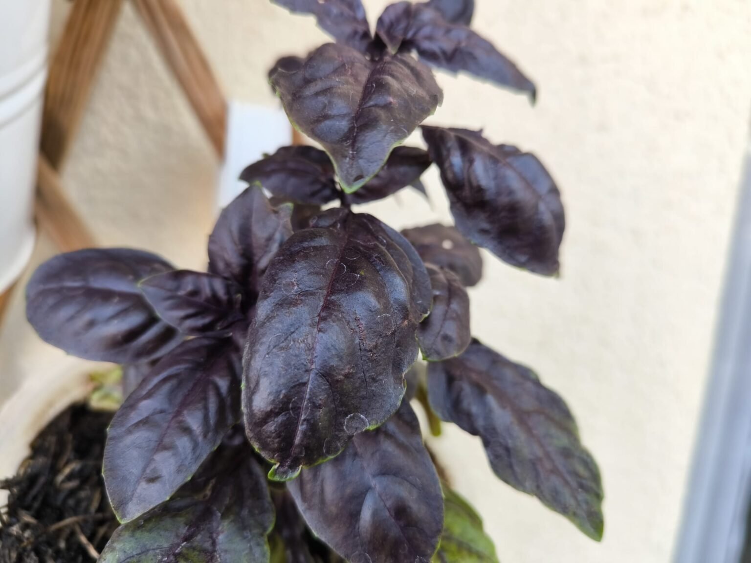 Cuidados De La Albahaca Morada (Dark Opal) En Maceta: Guía Práctica