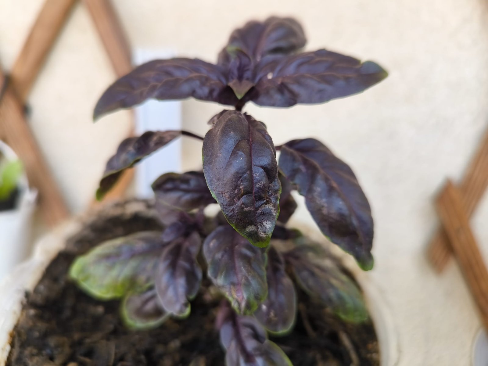 Cuidados De La Albahaca Morada (Dark Opal) En Maceta: Guía Práctica